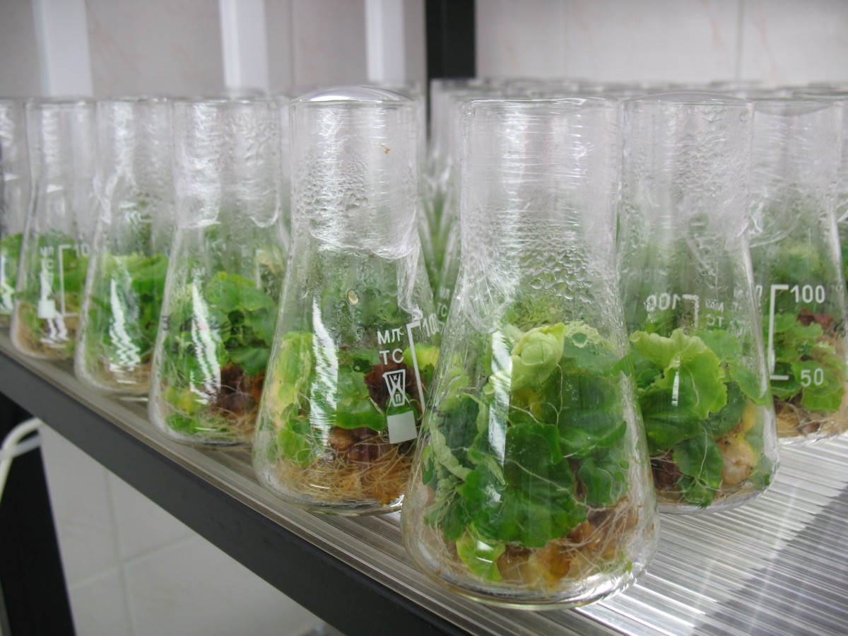 About UNN - Lobachevsky University